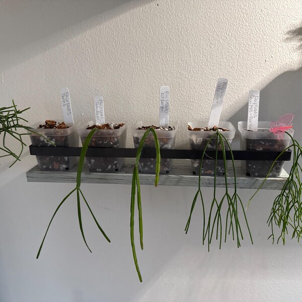 Rhipsalis Bacifera Ssp. Mauritiana “ferrari” 4 Unrooted Cuttings - Etsy