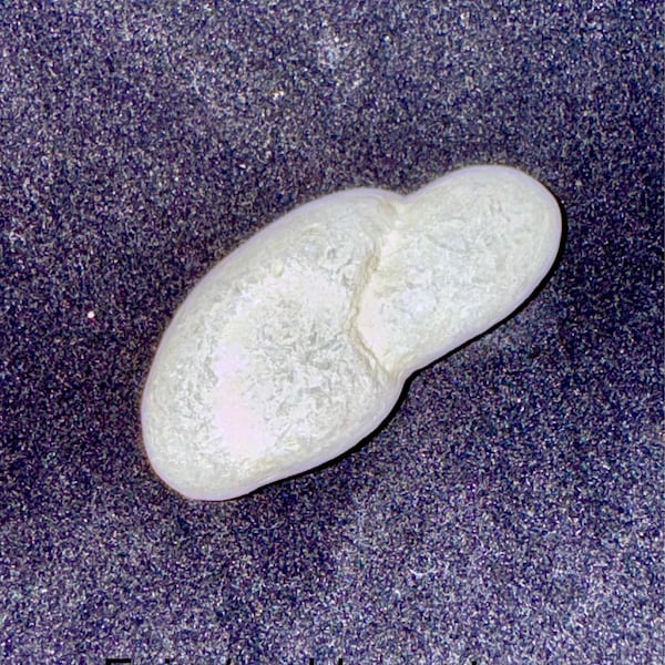 Fairy Stone - Goddess Stone - Fairy Stone Concretion - Fairy Stones ...