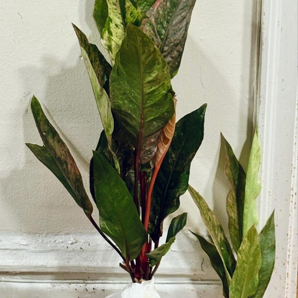 Codiaeum Pictum Variegatum/croton Rose - Etsy