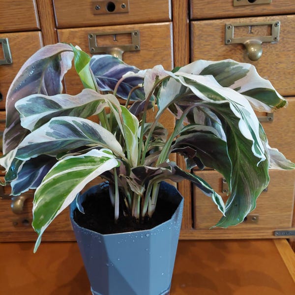 Calathea White Fusion Lush | Calathea Fusion White Starter Plant ...
