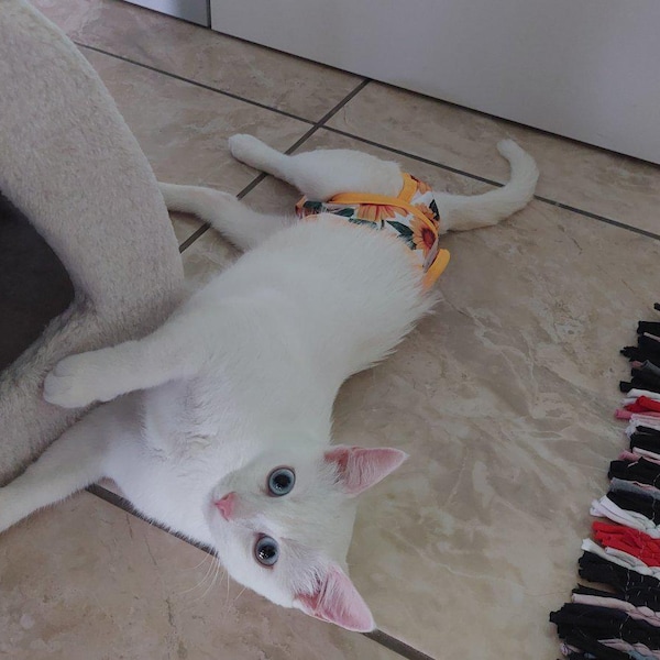 No Tail Hole Dog Diapers, Washable, Ultra Absorbent & Adjustable Waist ...