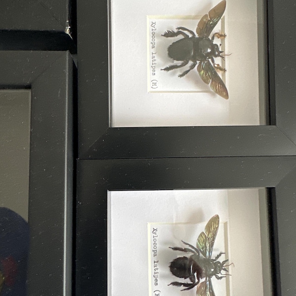 Genuine Giant Wasp (megascolia Velutina Ducalis) A1 Iridescent Purple ...