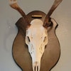 Custom Engraved 1.25x3-inch Brushed Gold Silver or Copper 1st Buck Doe ...