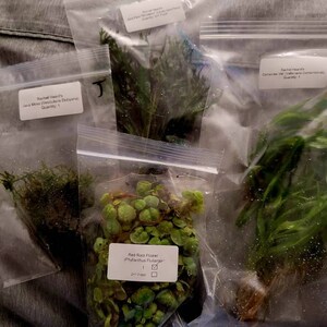 BUY 2 GET 1 FREE Corkscrew Val vallisneria - Etsy