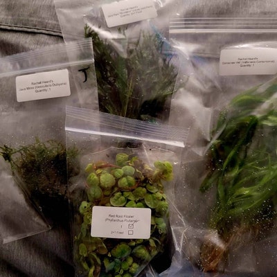 BUY 2 GET 1 FREE Corkscrew Val vallisneria - Etsy