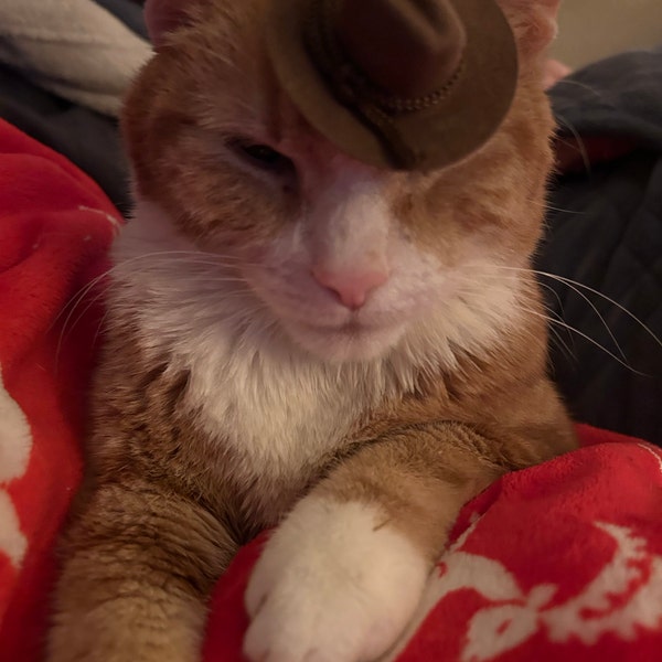 MINI Brown Cowboy Cat Hat FREE SHIPPING - Etsy