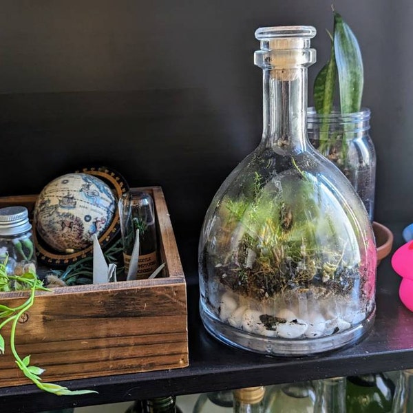 Complete Closed Terrarium Kit With Live Plants & Moss – Bioactive ...