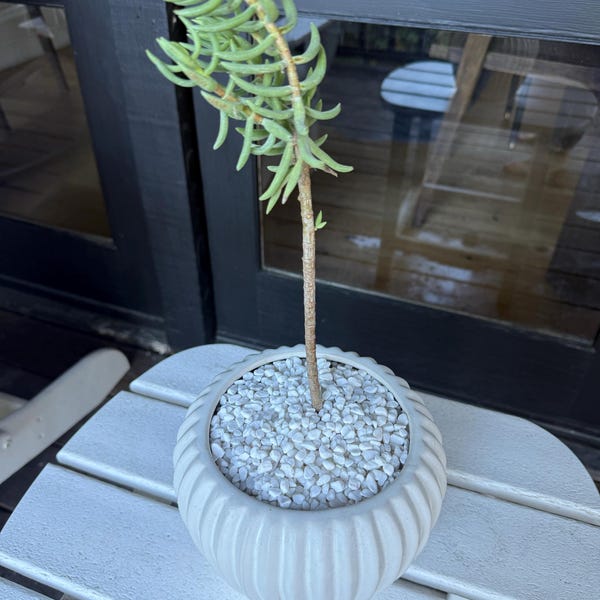 ZZ Plant, Zamioculcas Zamiifolia, Zeze, Zanzibar Gem Tree, Aroid Palm ...