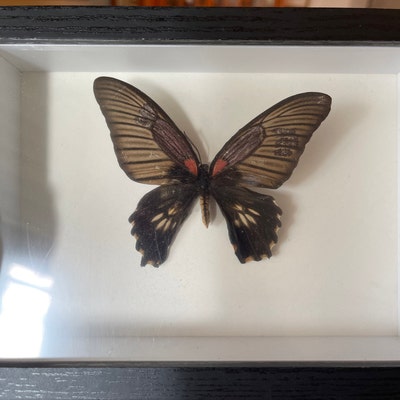 Framed Black Mimathyma Chevana Butterfly Home Decor China - Etsy
