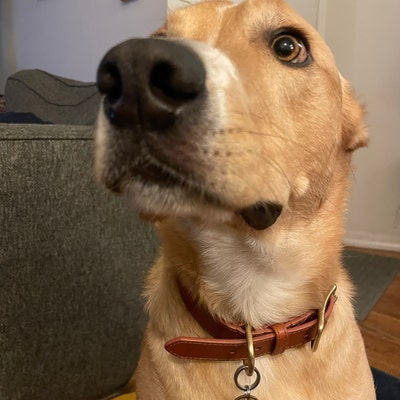 Dog Tag Lifetime Warranty Dog ID Tag Pet Tag Dog Tags Custom stainless ...