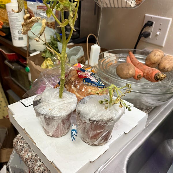 Sycamore Tree Sapling, Sycamore Tree, Sycamore Plant, Live Plant ...