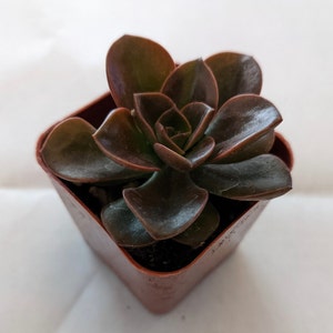 Imported Living Stone Lithops Succulent Plant - Etsy