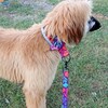 Rainbow Dog Grooming Belly Strap, Grooming Belt, Dog Groomer Gift, Lgbt ...