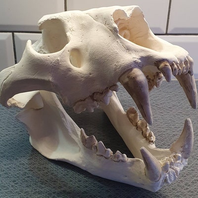 Large Male AFRICAN LION SKULL Replica Taxidermy Home Decor Interior ...