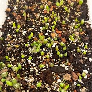 Acacia Tree Seed Assortment 10 Diff. Packs of 25 Seeds Ea. | Etsy