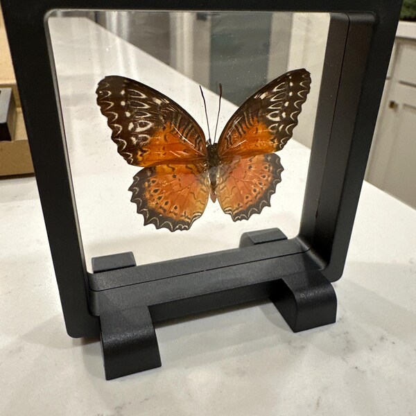 Real Butterfly 3D Floating Frame With Support Base ,original Butterfly ...