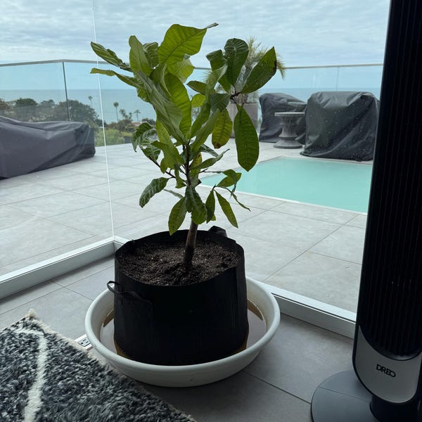 Mamey Sapote Tree - Grafted - Key West 3gl - Etsy