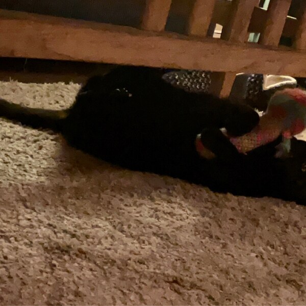 Catnip Bong Kicker, Catnip Crochet, Crochet Cat Kicker, Crocheted Cat ...