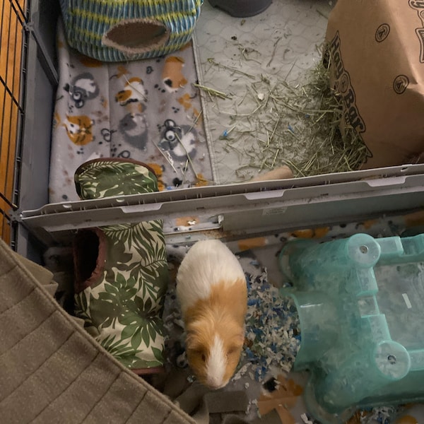 Absorbent C&C Cage Liners for Guinea Pigs, Hedgehogs, Rabbits, Ferrets ...