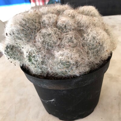 6 Mammillaria Bocasana Clumping Cactus Rare Succulent Live Cacti Plant ...