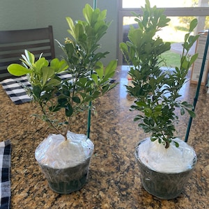 Chinese Perfume Tree, Chinese Rice Flower, in 4 Pot Aglaia Odorata - Etsy