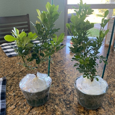 Chinese Perfume Tree, Chinese Rice Flower, in 4 Pot Aglaia Odorata - Etsy