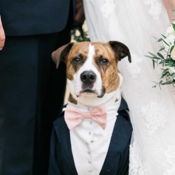 Navy Blue Dog Tuxedo With Blush Bow Tie – Formal Dog Suit for Wedding, Birthday, Custom Made ...