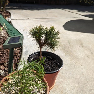 Bristlecone Pine. Pinus Aristata. Natural Dwarf. Young Tree Ready for ...