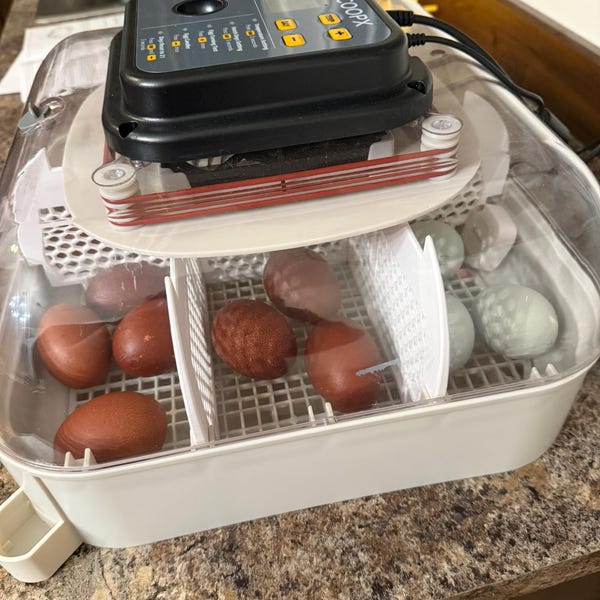 Divider for Maticoopx 30 Incubator | Egg Separator | Chick Hatching ...