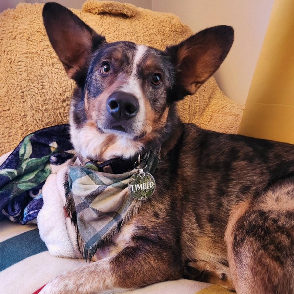 Matching Dog Tags and Keychain Custom Dog Tag Resin Dog Tag Glitter ...