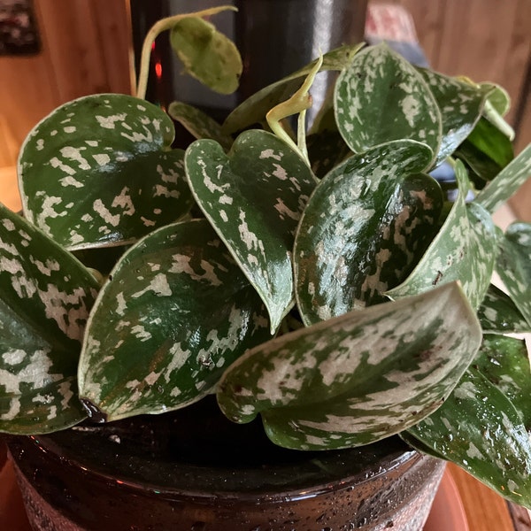Live Indoor Spotted Pothos Silver Splash Vine Plant Modern Gift for ...