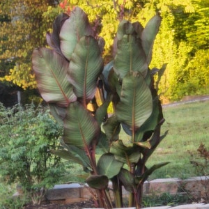 Giant Canna Lily russian Red Leaf Musifolia - Etsy