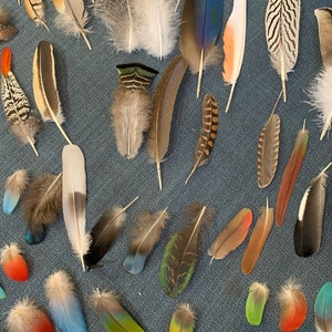 SET of Uncommon Feathers Cruelty Free, Natural Feathers, Real Feathers ...