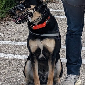 AKC Scent Work Kit - Etsy