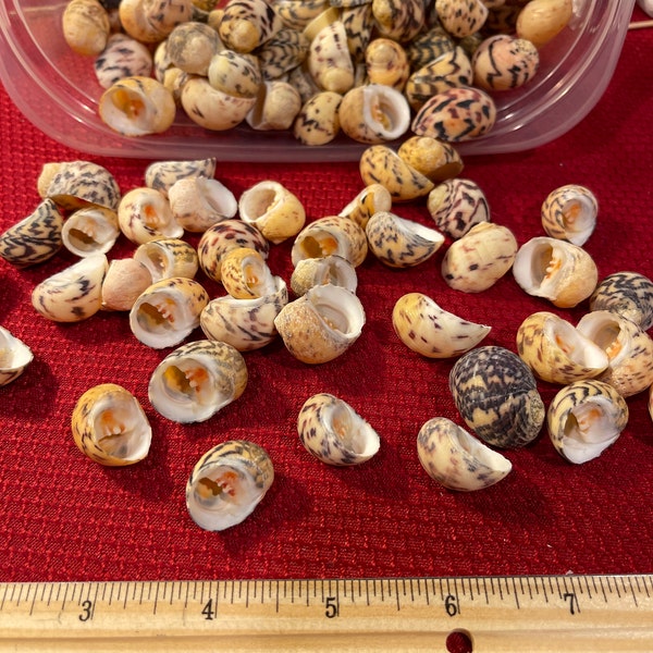 100 Small Bleeding Tooth Shells Seashells (1/2" - 1") Nerita Peloronta ...