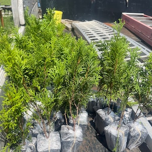 Star Magnolia 4pot Magnolia Stellata - Etsy