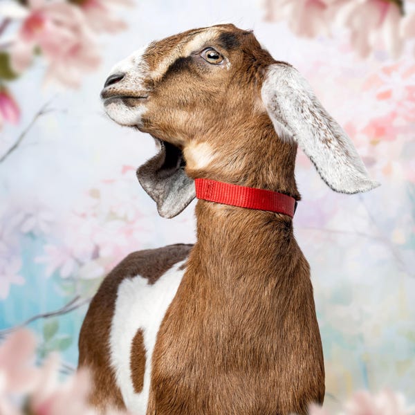 30 FLORAL BRANCH Backdrops Overlays Flower Branch Digital Overlays ...