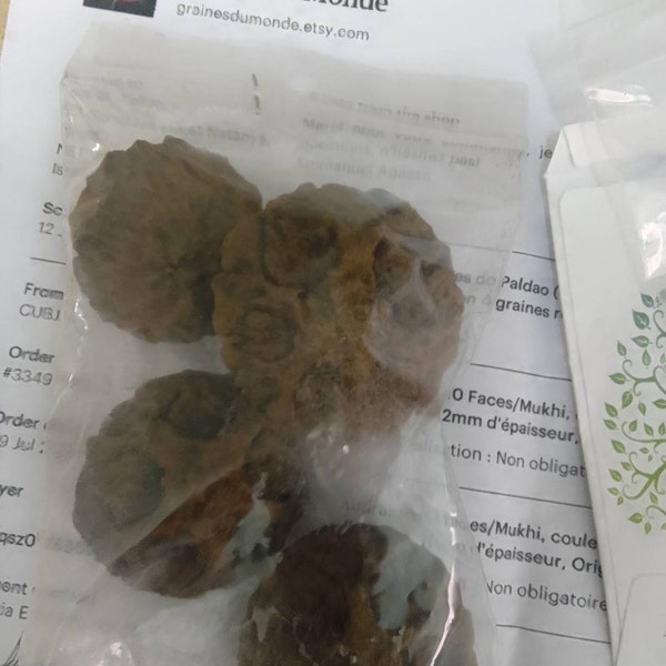 25 Grams of Red Seeds (adenanthera Pavonina) or Approximately 96 Seeds ...