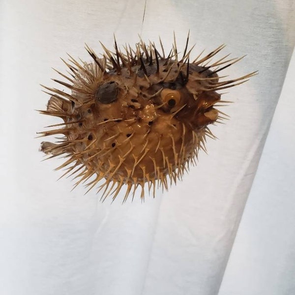 7-10" Taxidermy Puffer Fish Real Preserved Dried Large Blowfish ...