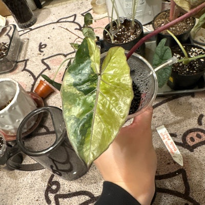 Teruno Venus Pothos cutting Pic 3 - Etsy