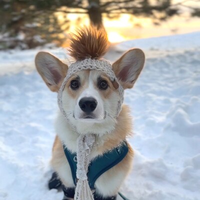 Corgi Beanie Dog Beanie Corgi Hats Dog Hat Dog Beanie - Etsy