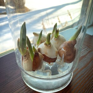 Caladium Buck 5 Tubers Tropical Look, Thrives in Heat and Humidity - Etsy