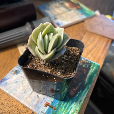 Crassula Picturata tiger Jade 4 - Etsy