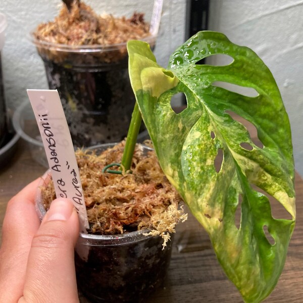 US Seller Monstera NOID Mint Full Mint - Etsy