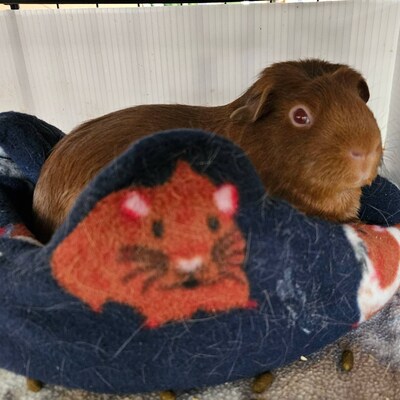 Guinea Pig Custom Fleece Cage Liner Set - Etsy