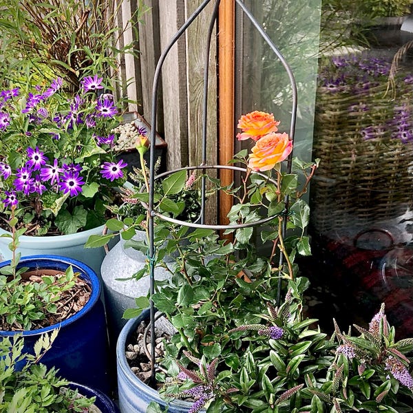 Rusty Peony Cage - Plant Support - in 2 Sizes- Raw Steel Designed to ...