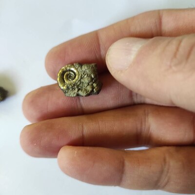 50 Mm Uncommon Calcite Crinoid Fossil Found at Charmouth on the ...