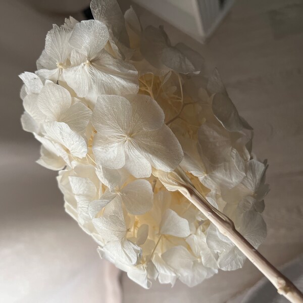Preserved Hydrangea, Stabilized Flowers, White Hydrangea, High Quality ...