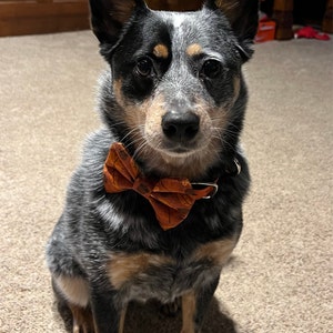 Rainbow Splotched Dog Bow Tie Summer Dog Bow Tie Colorful - Etsy