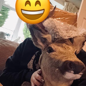 Pretty Taxidermy Conman Goldeneye Duck - Etsy